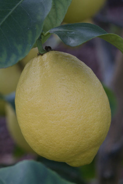 Nucellar Femminello Comune Lemon NL 46–644 - Oscar Tintori - Nurseries ...