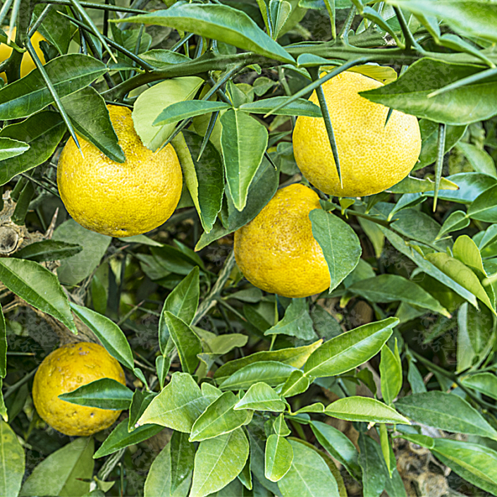 Ichang papeda x trifoliate orange - Oscar Tintori - Nurseries Worldwide ...