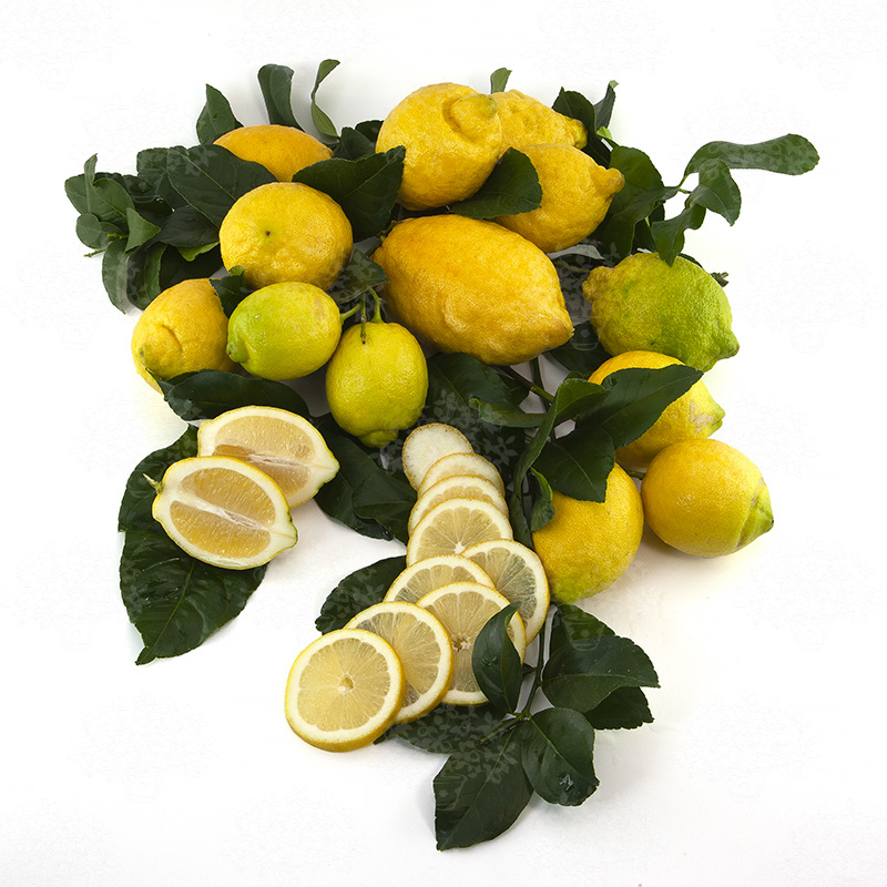 Procida Lemon - Oscar Tintori - Nurseries Worldwide - Citrus Plants