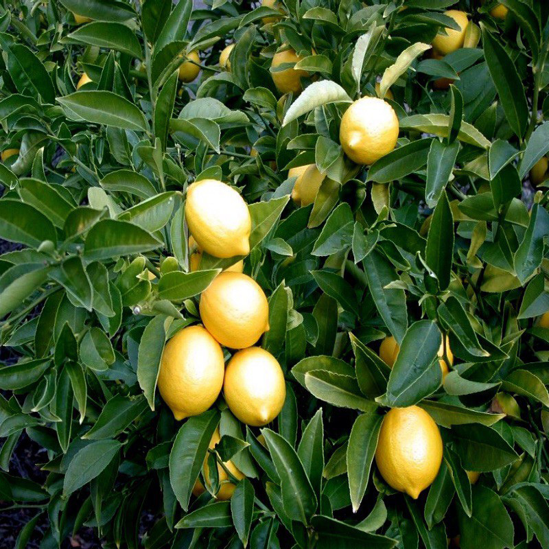 The citrus greenhouse Archivi - Oscar Tintori - Nurseries Worldwide ...