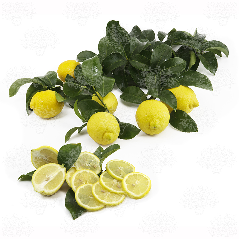 Limone femminello Santa Teresa - Oscar Tintori - Gli Agrumi In Toscana ...