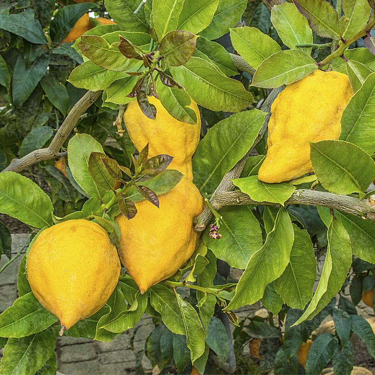 The citrus greenhouse Archivi - Oscar Tintori - Nurseries Worldwide ...